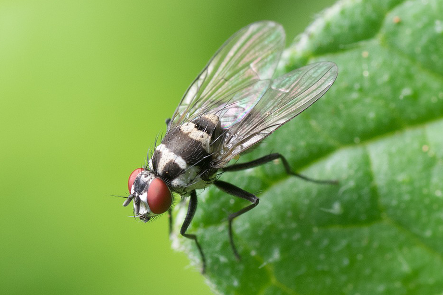 CINQUE COSE DA SAPERE SULLE MOSCHE | M-D.it