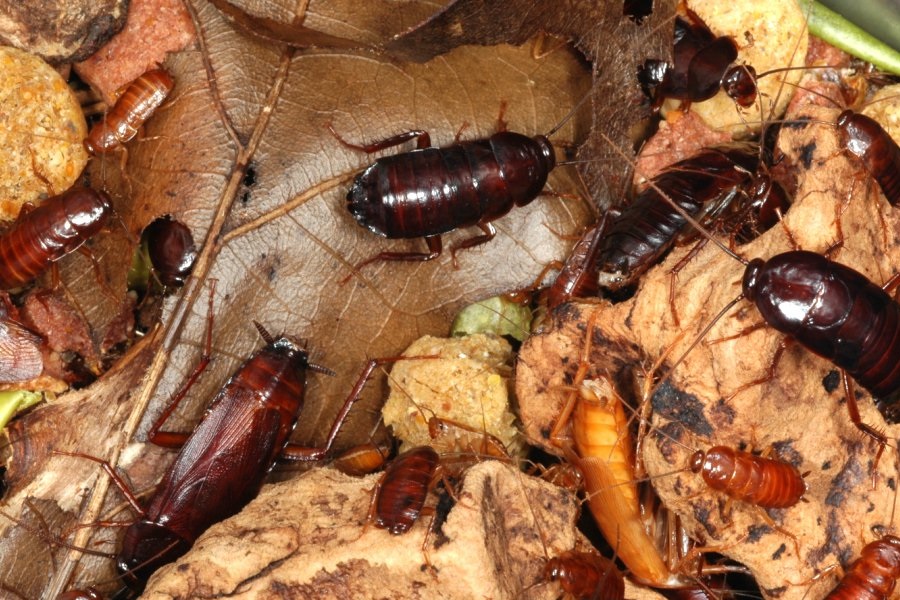 10 curiosità sulle blatte | M-D.it