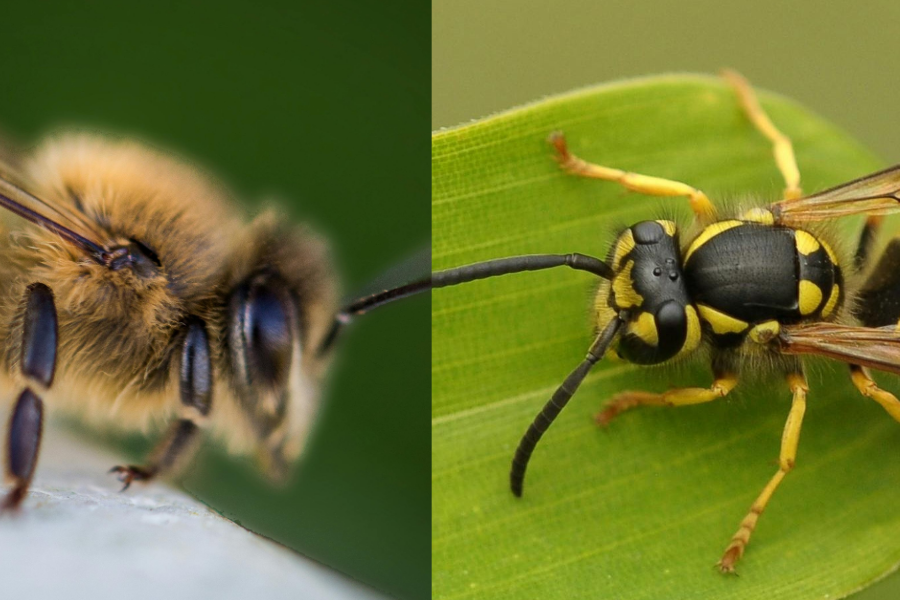 Differenze tra api e vespe | M-D.it